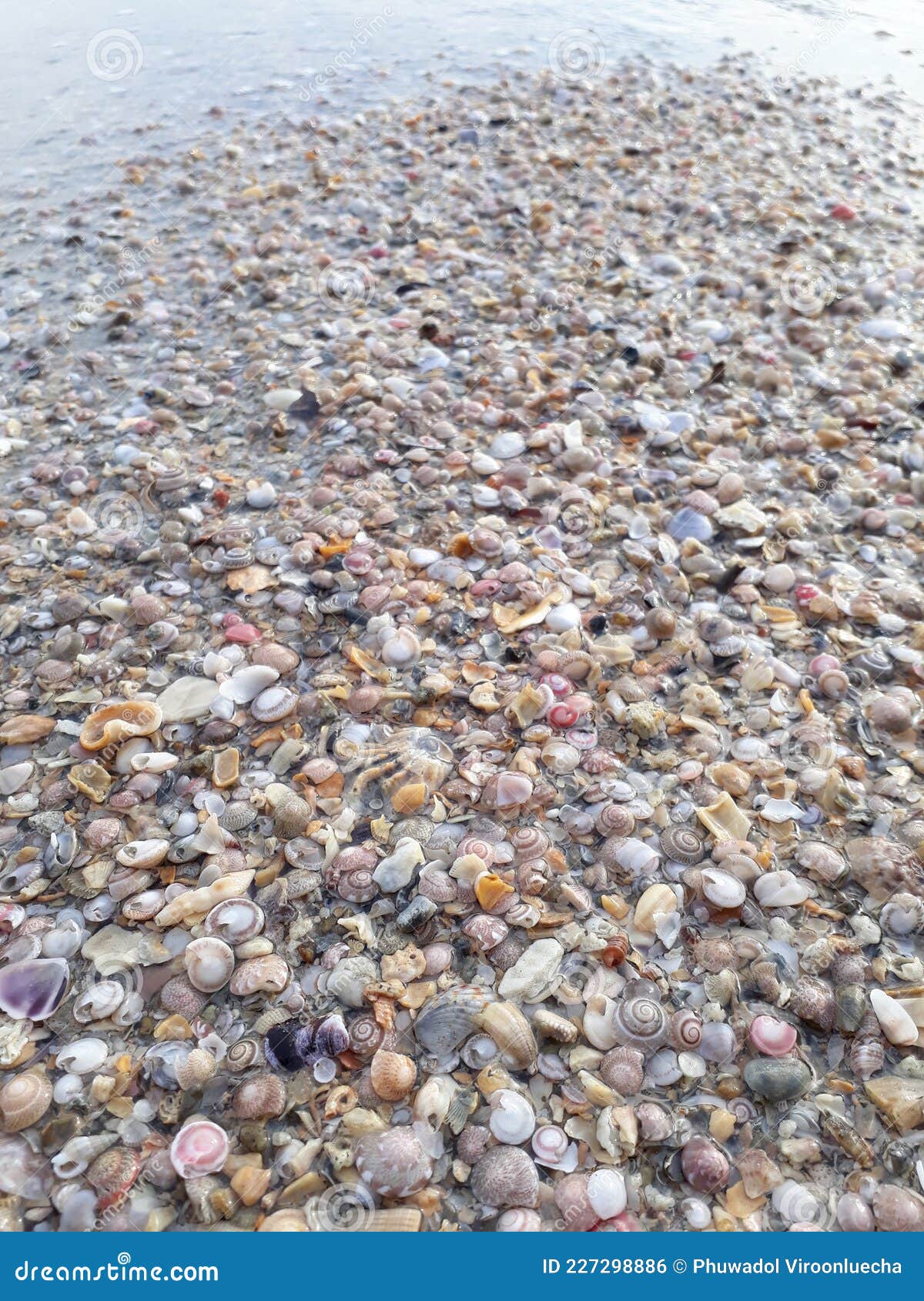 A Beach Full of Tiny Shells Stock Photo - Image of shell, shells: 227298886
