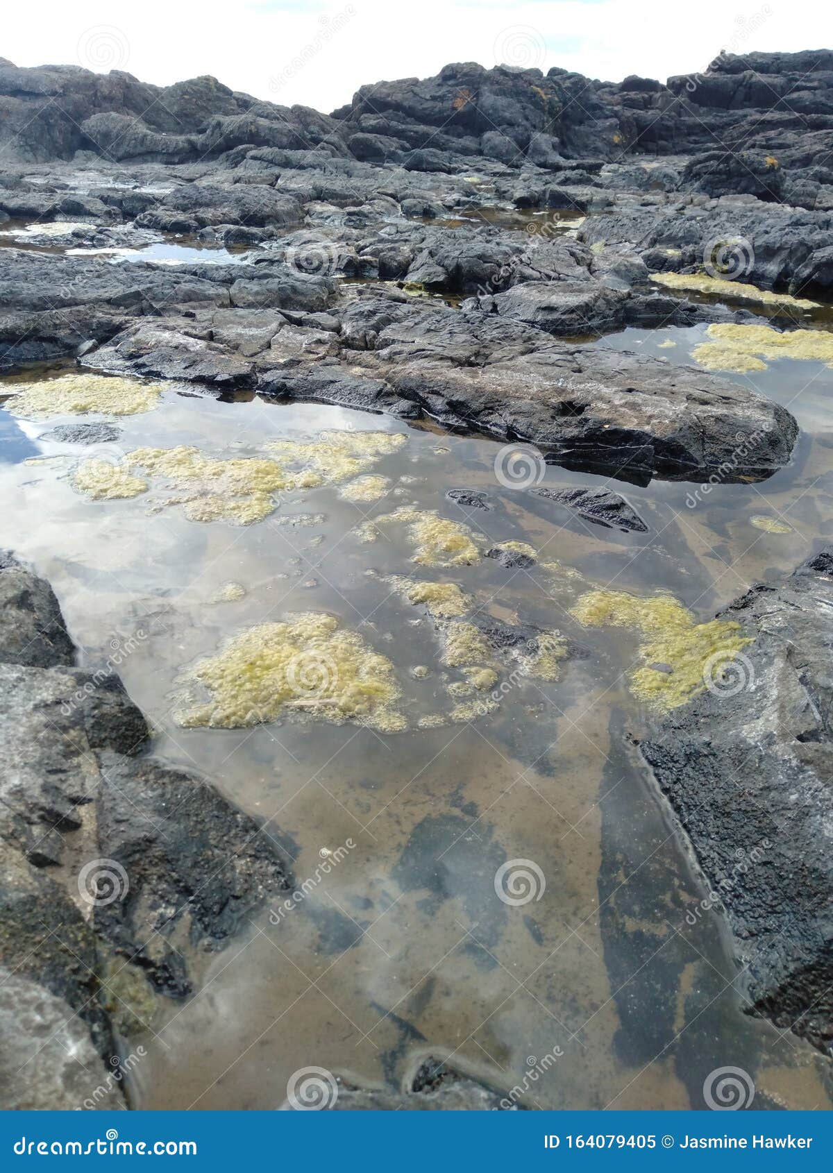 Beach Fuzz stock image. Image of beach, moss, grass - 164079405