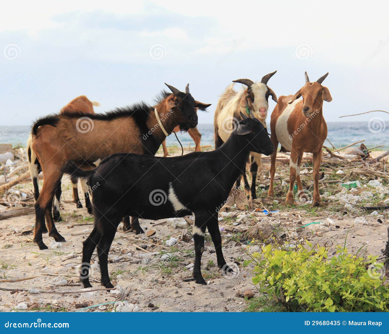 Beach Goats stock image. Image of natural, coast, summer - 29680435