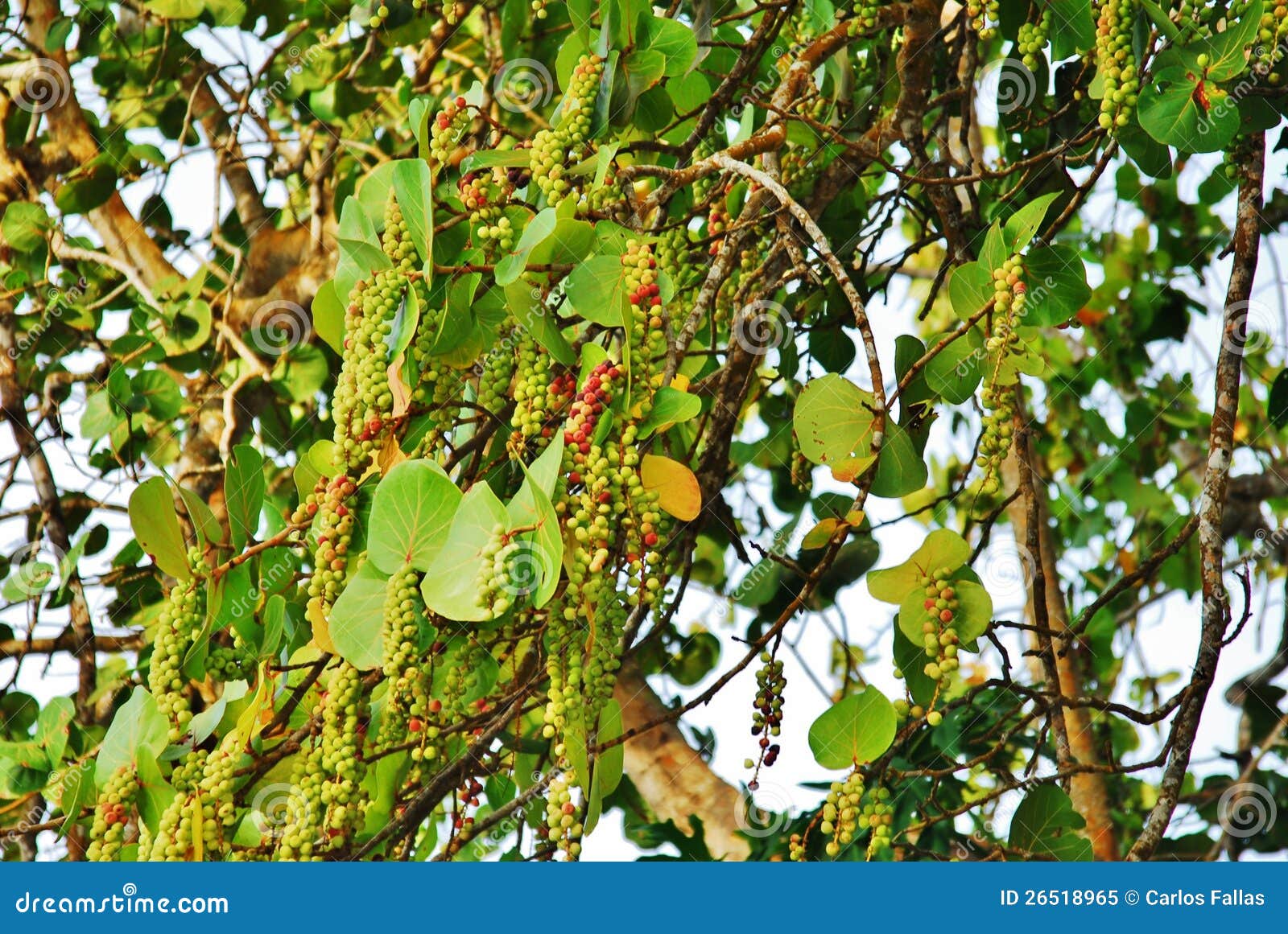 Beach Grape Tree Royalty-Free Stock Photo | CartoonDealer.com #26518965