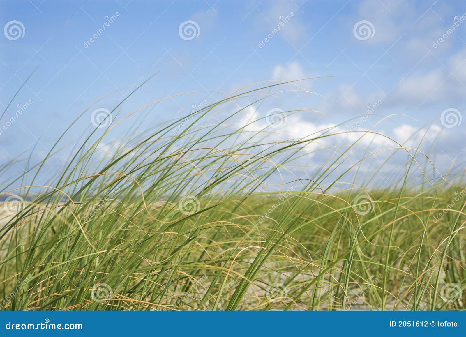 Beach grass stock photo. Image of outdoors, environment - 2051612