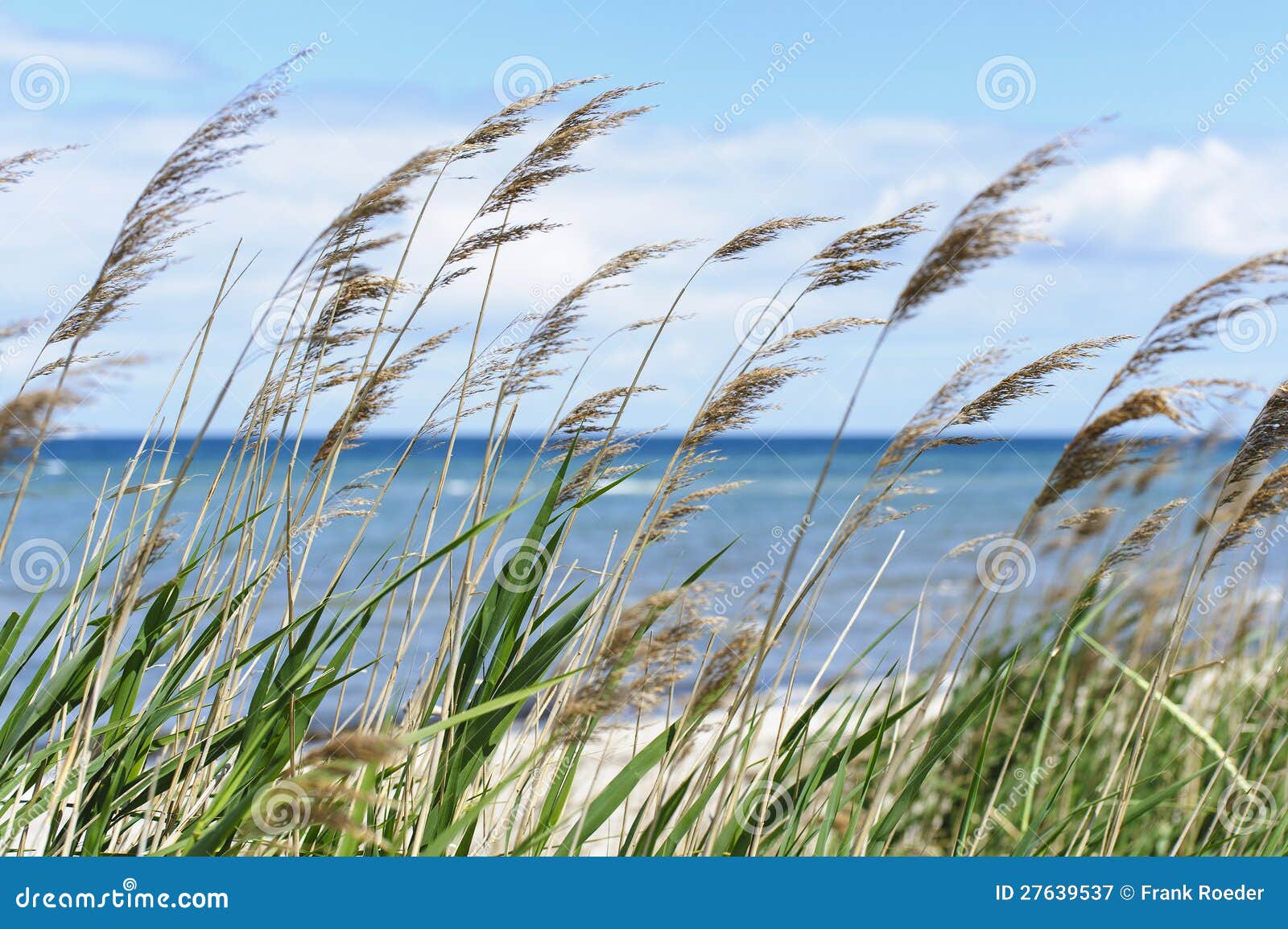 Beach grass stock image. Image of clouds, grass, green - 27639537