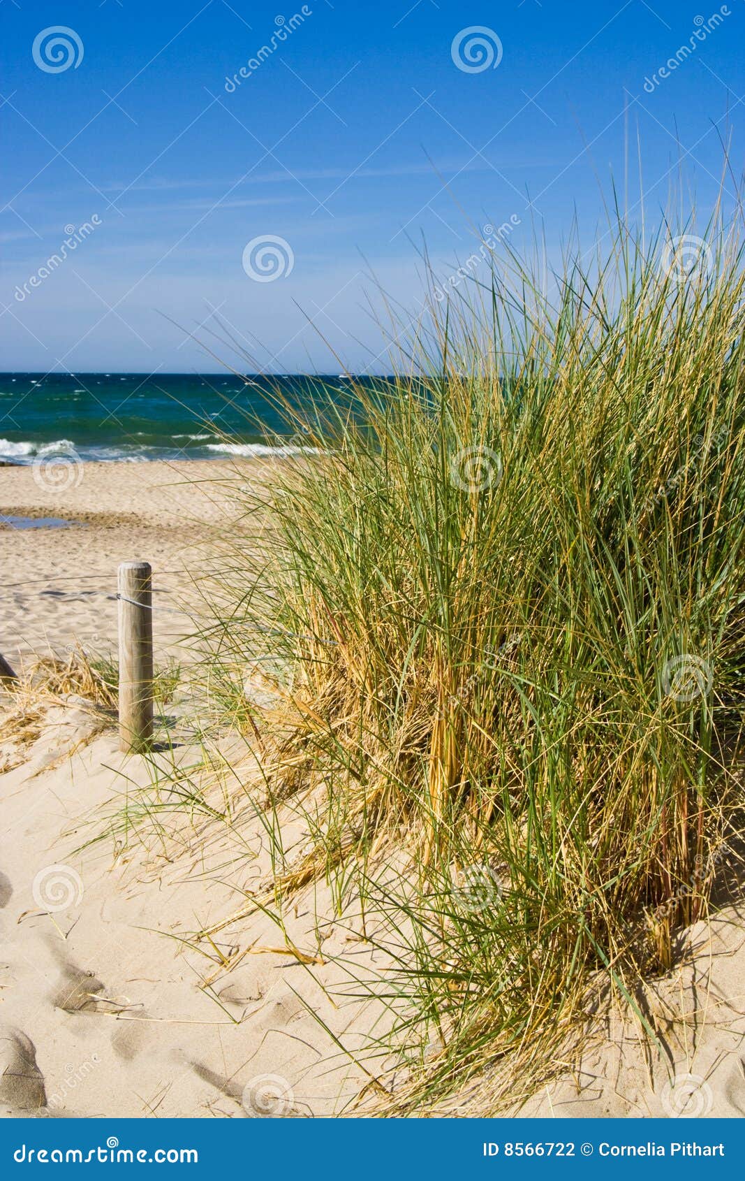 Beach grass stock photo. Image of cloudless, vertical - 8566722