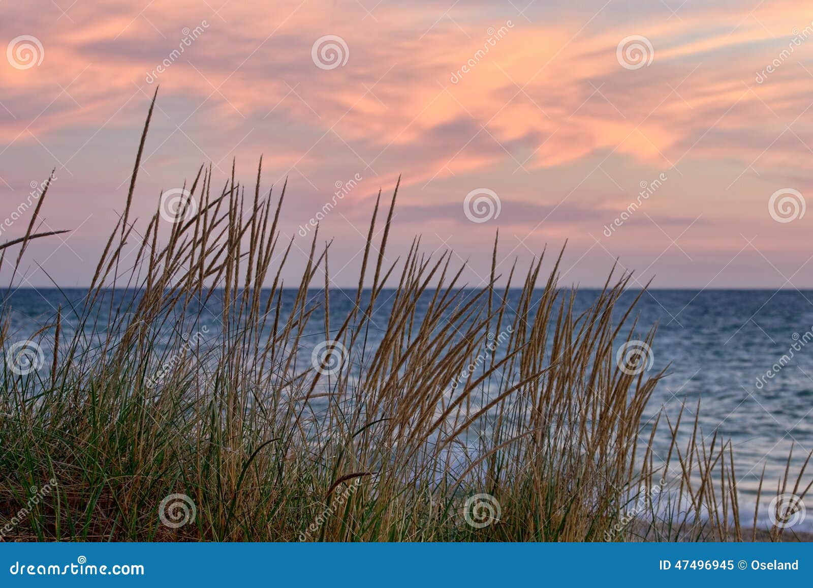 Beach Grass Lake Michigan Sunset Stock Image - Image of beach, clouds ...