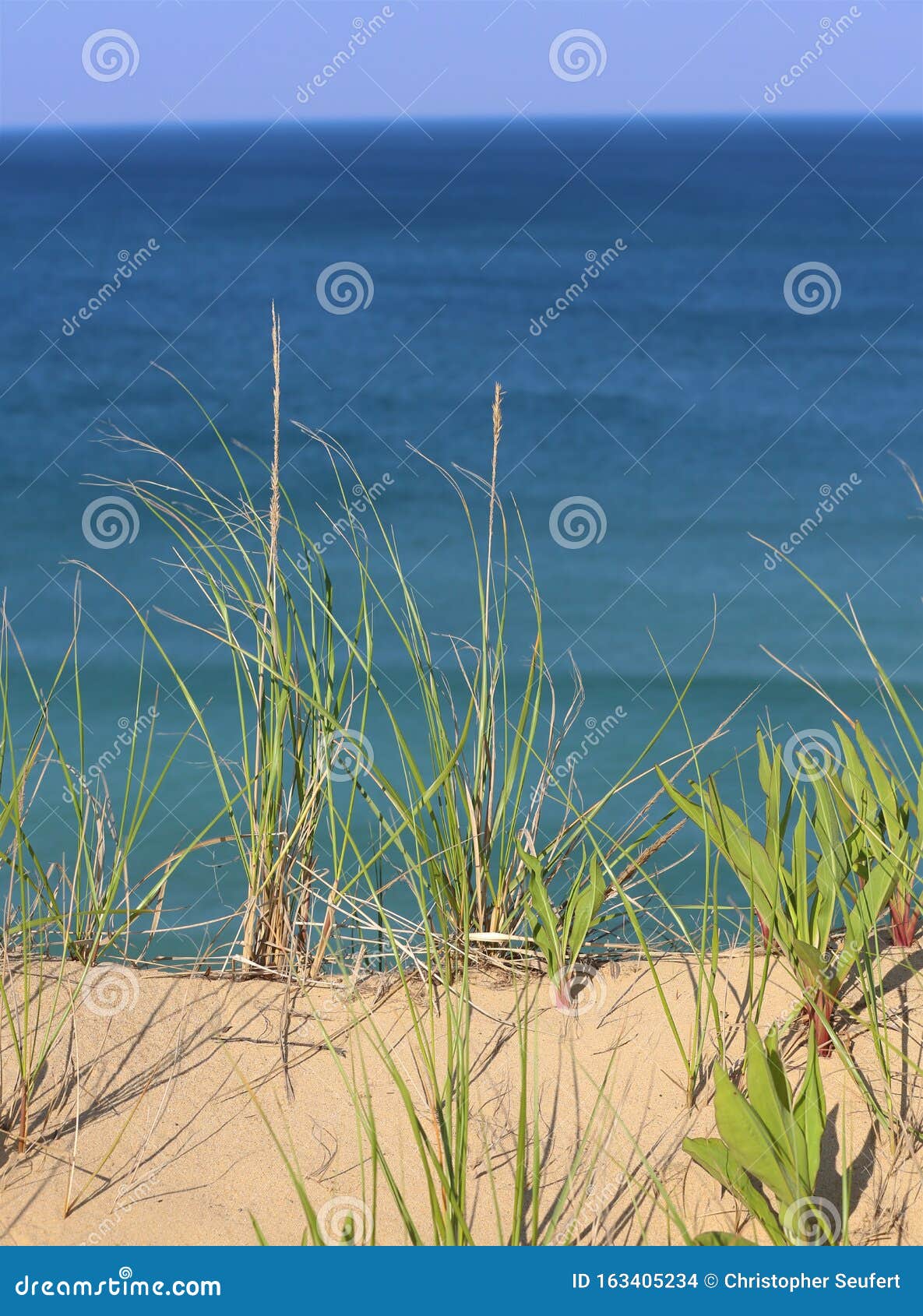 Beach Grass at the Ocean stock photo. Image of aerial - 163405234