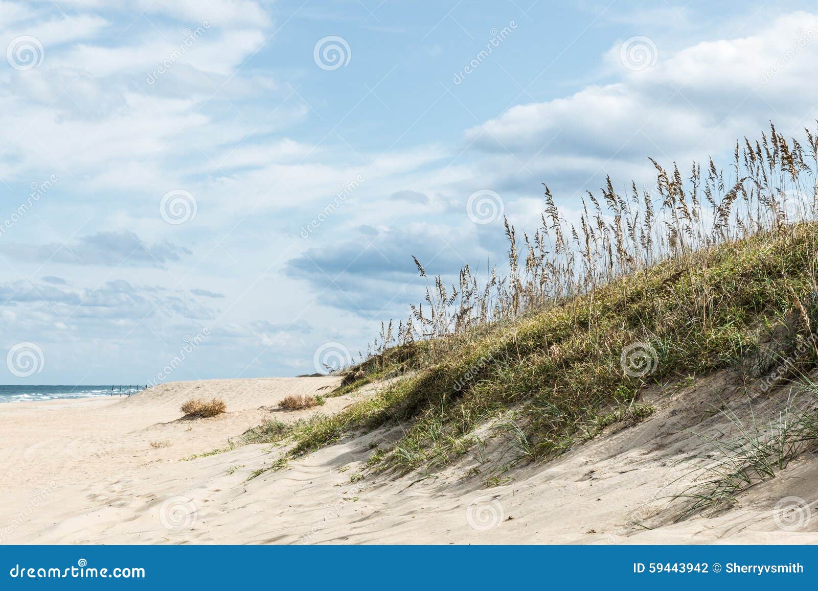 Beach Grass in Sand Dunes stock photo. Image of resort - 59443942