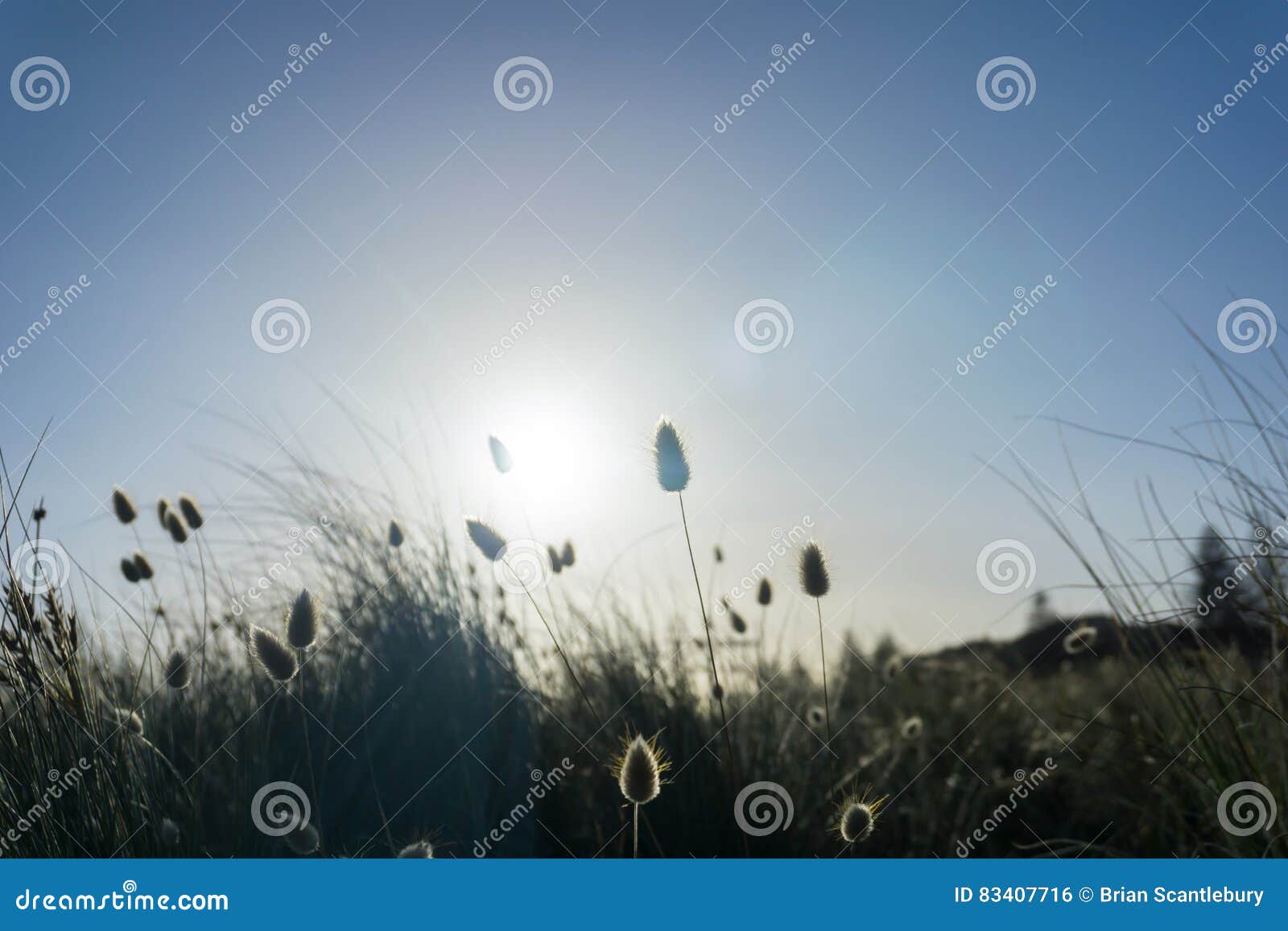 Beach Grass Silhouette Against Rising Sun Stock Photo - Image of tail ...