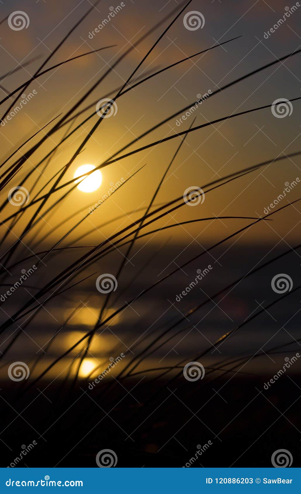 Beach Grass Silhouette at Sunset Stock Image - Image of dawn ...