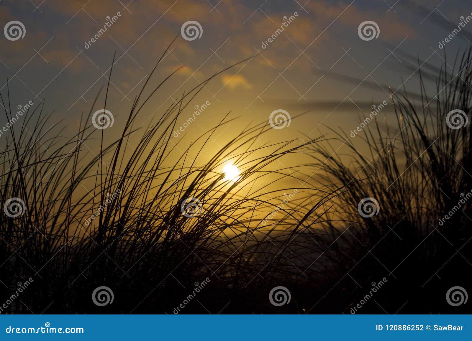Beach Grass Silhouette at Sunset Stock Photo - Image of evening, lake ...