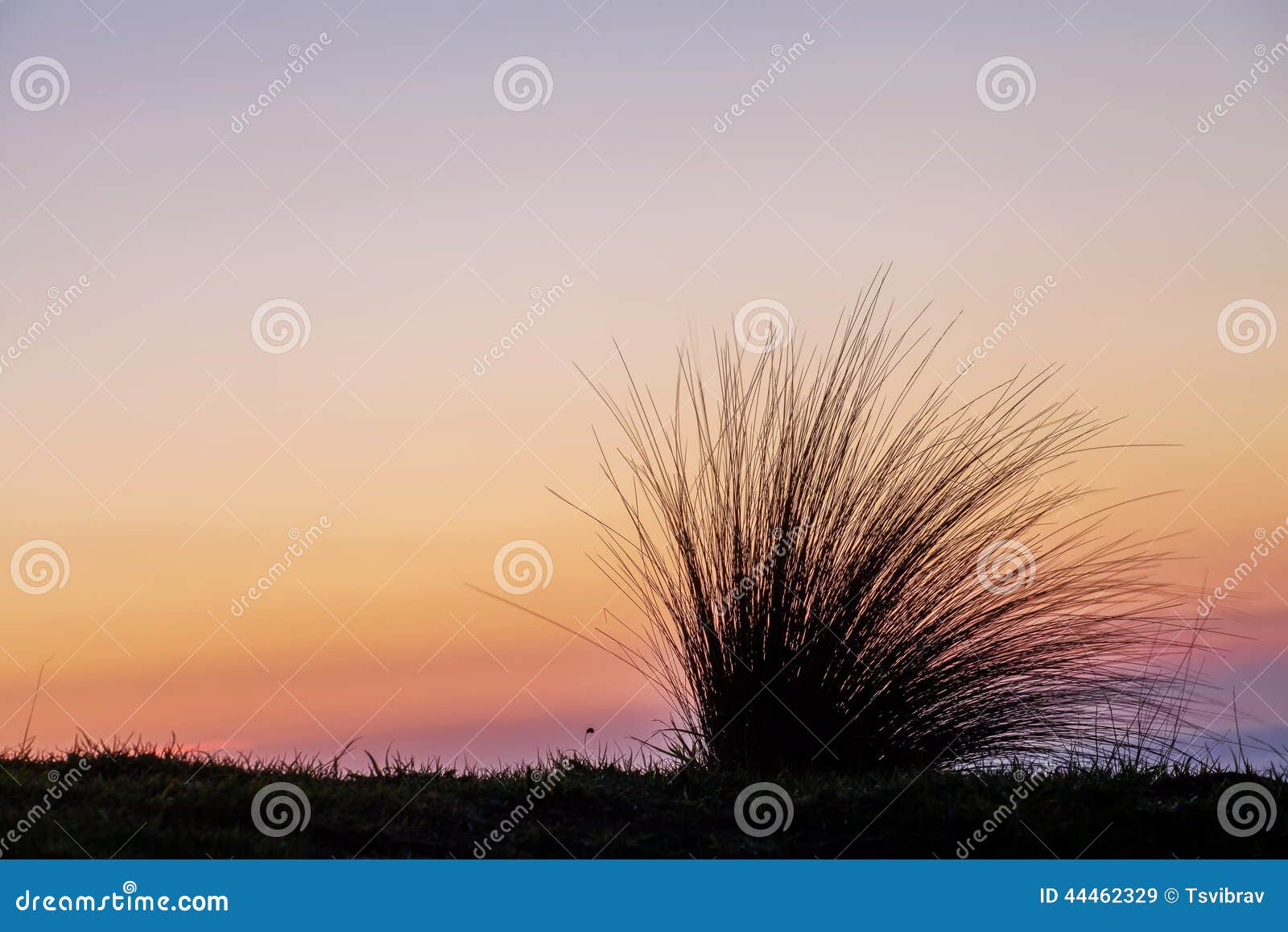 Beach Grass Silhouette at Sunset Stock Image - Image of texture, coast ...