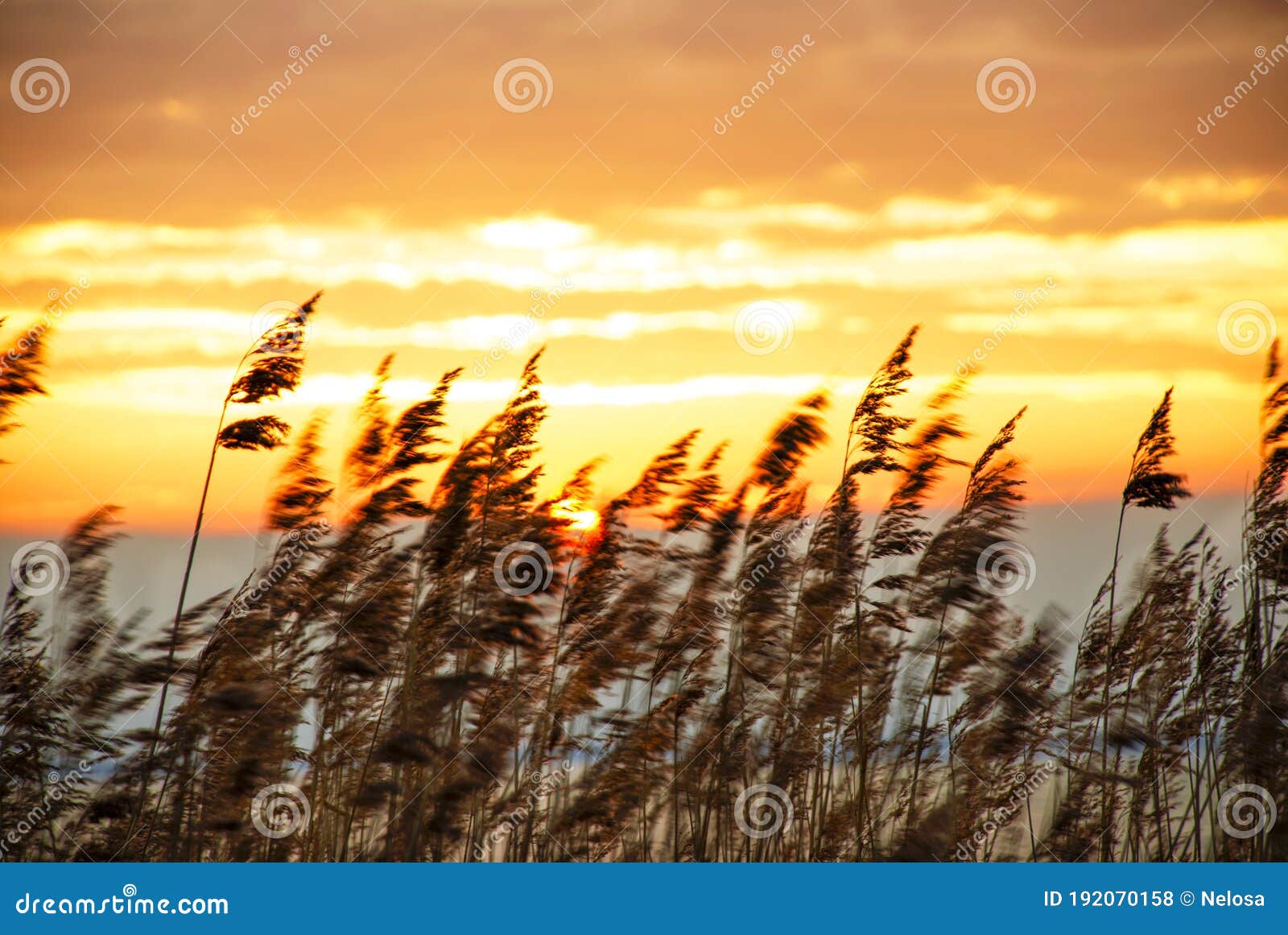Beach Grass at Sunrise or Sunset, Beautiful Nature Background Stock ...