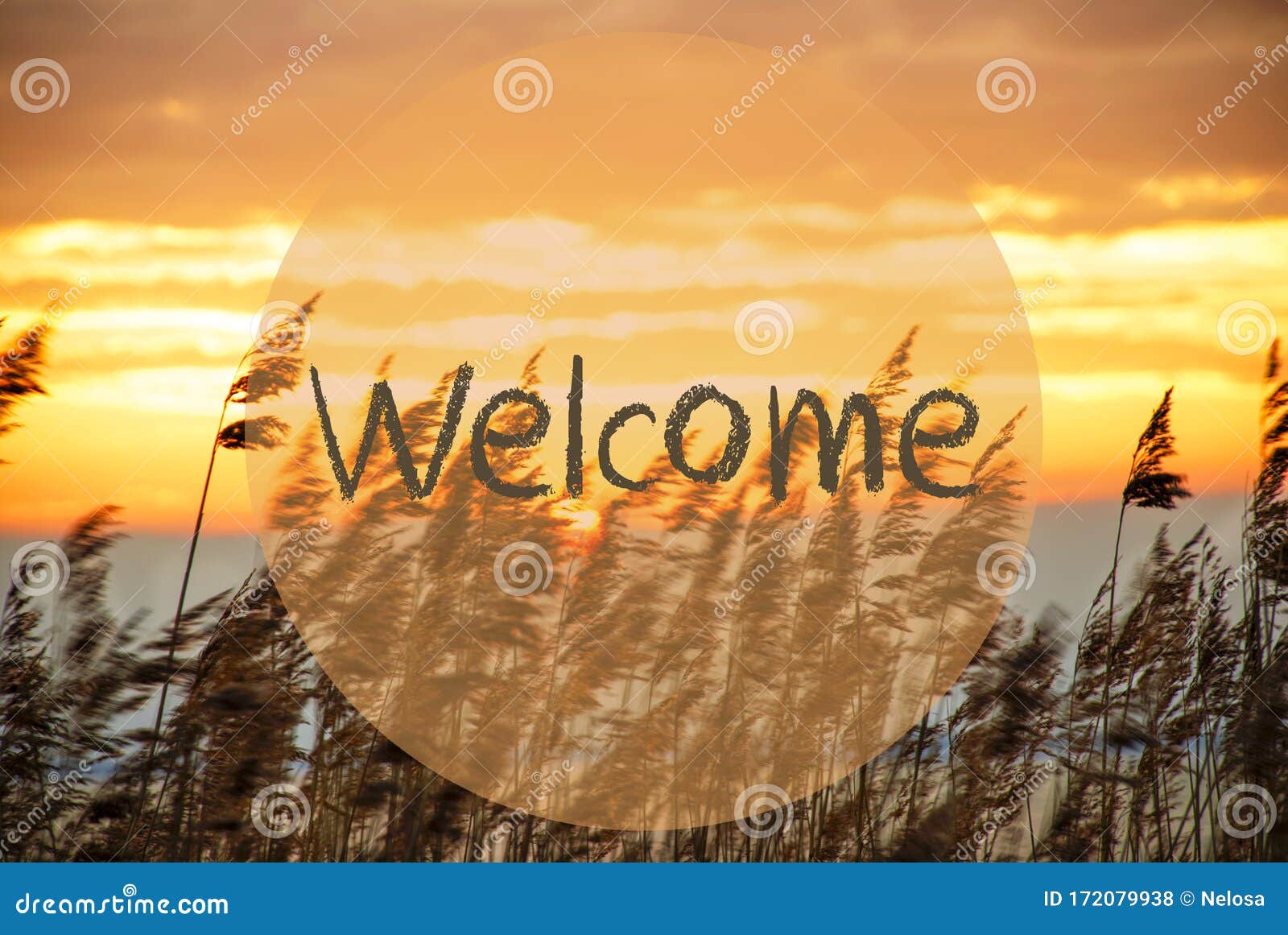 Beach Grass at Sunrise or Sunset, Text Welcome Stock Photo - Image of ...