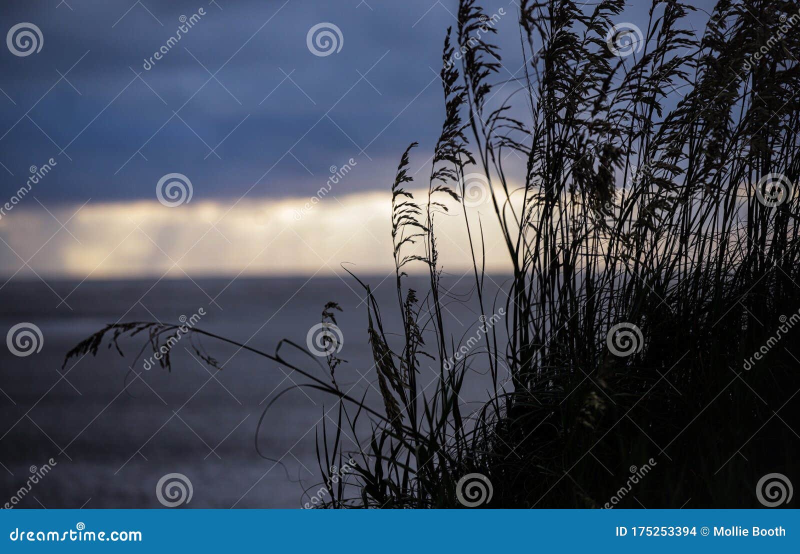 Beach grass with sunset stock photo. Image of sunset - 175253394
