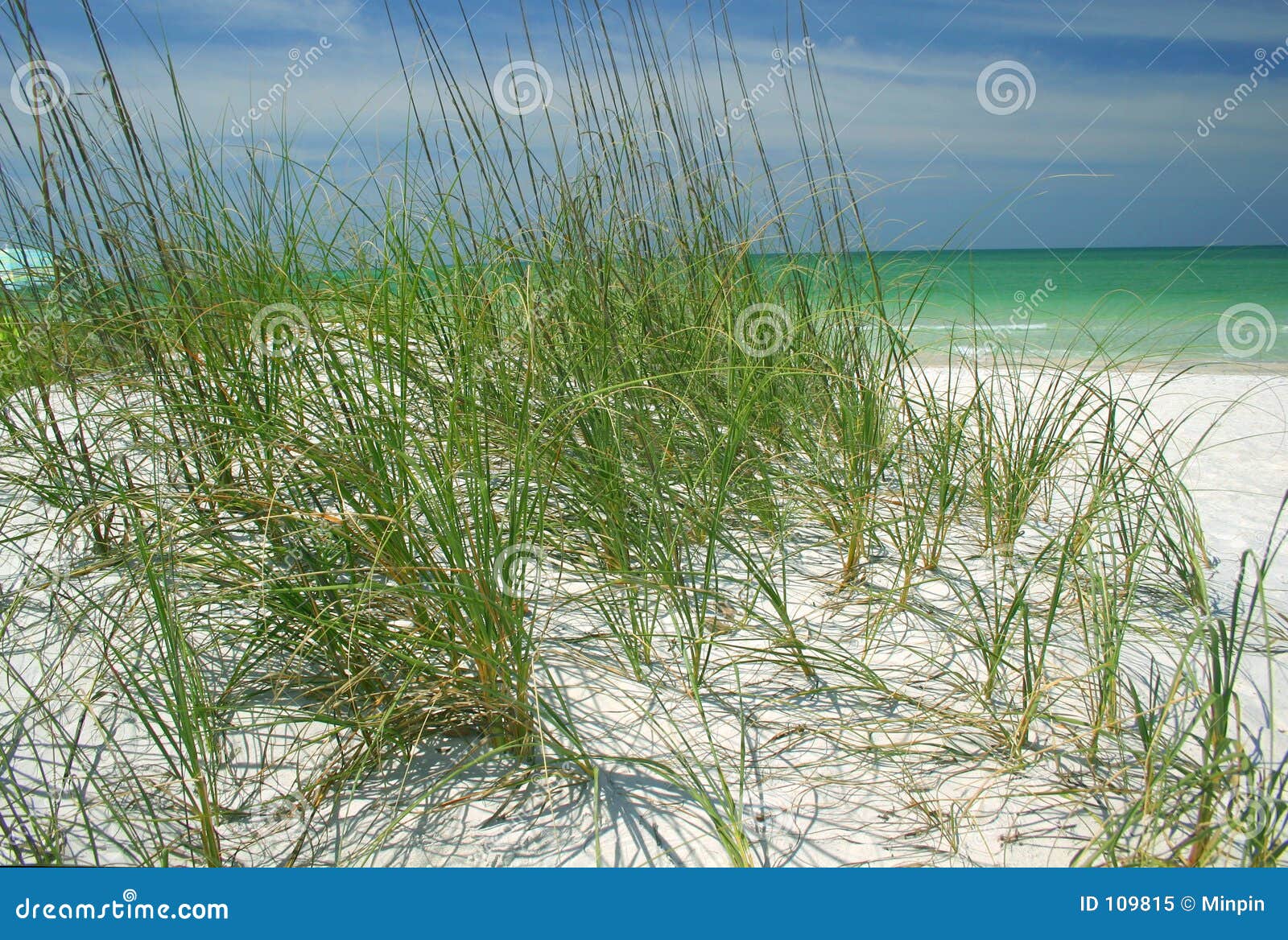 Beach grasses stock image. Image of swaying, wave, waves - 109815