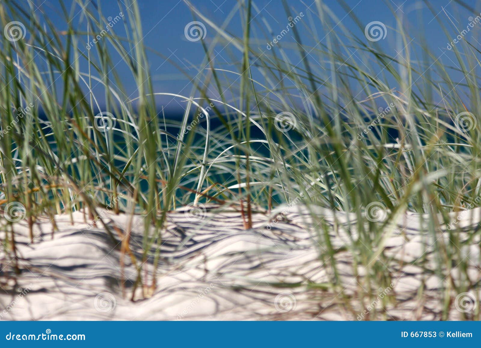 Beach grasses 2 stock image. Image of summer, aqua, cool - 667853