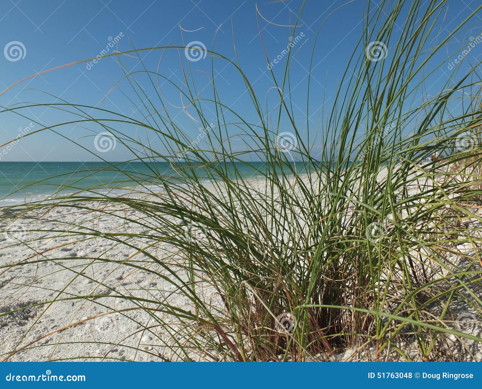 Beach Grasses stock photo. Image of florida, water, white - 51763048