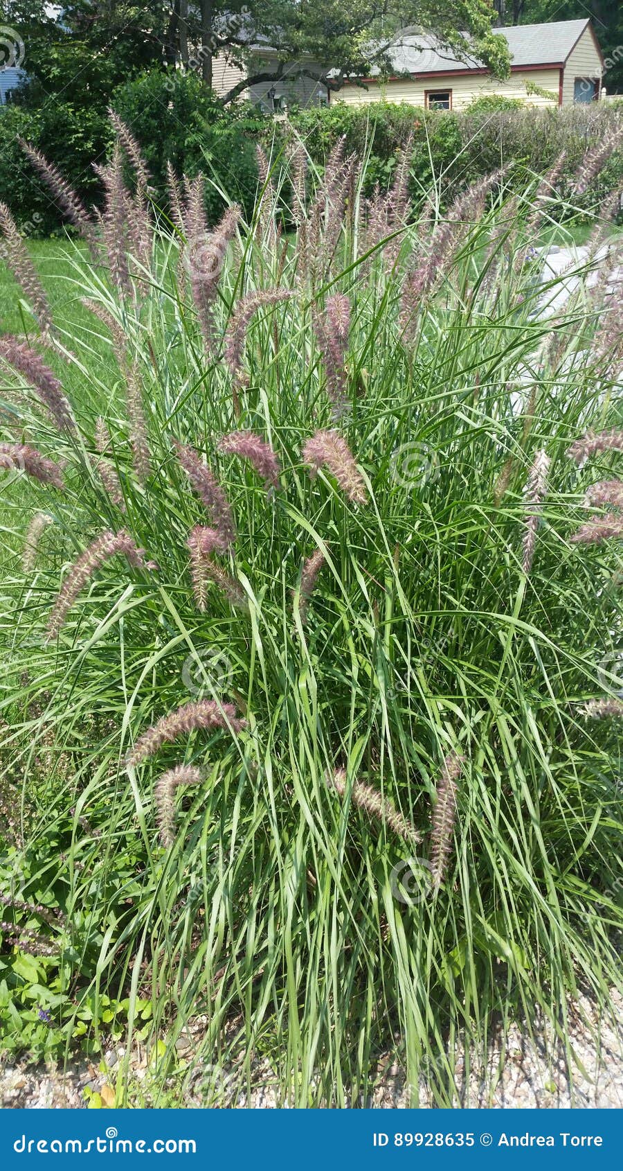 Beach Grasses yard grass stock image. Image of grasses - 89928635