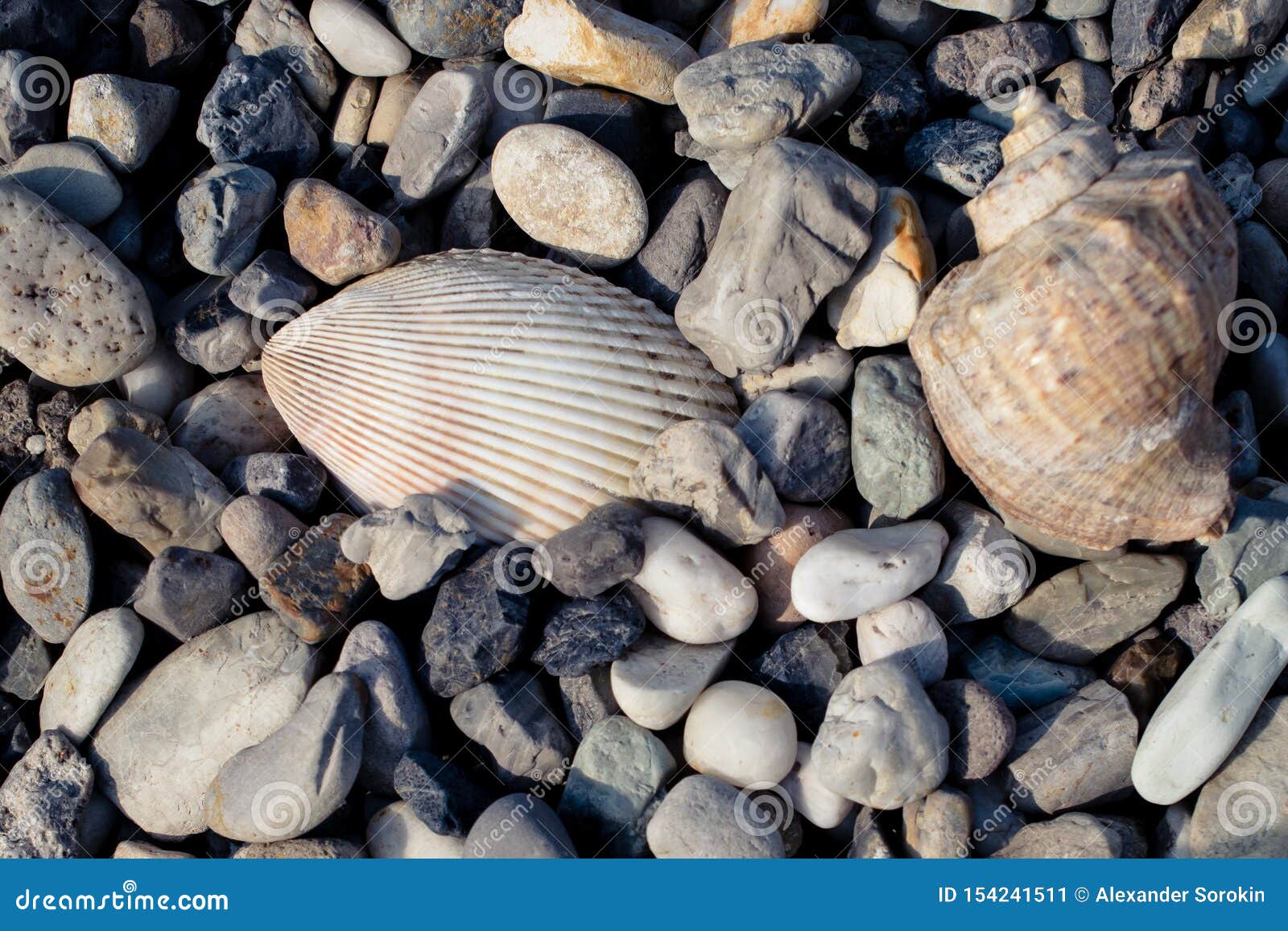 Beach with Gray Pebbles and Old Shells Stock Image - Image of summer ...