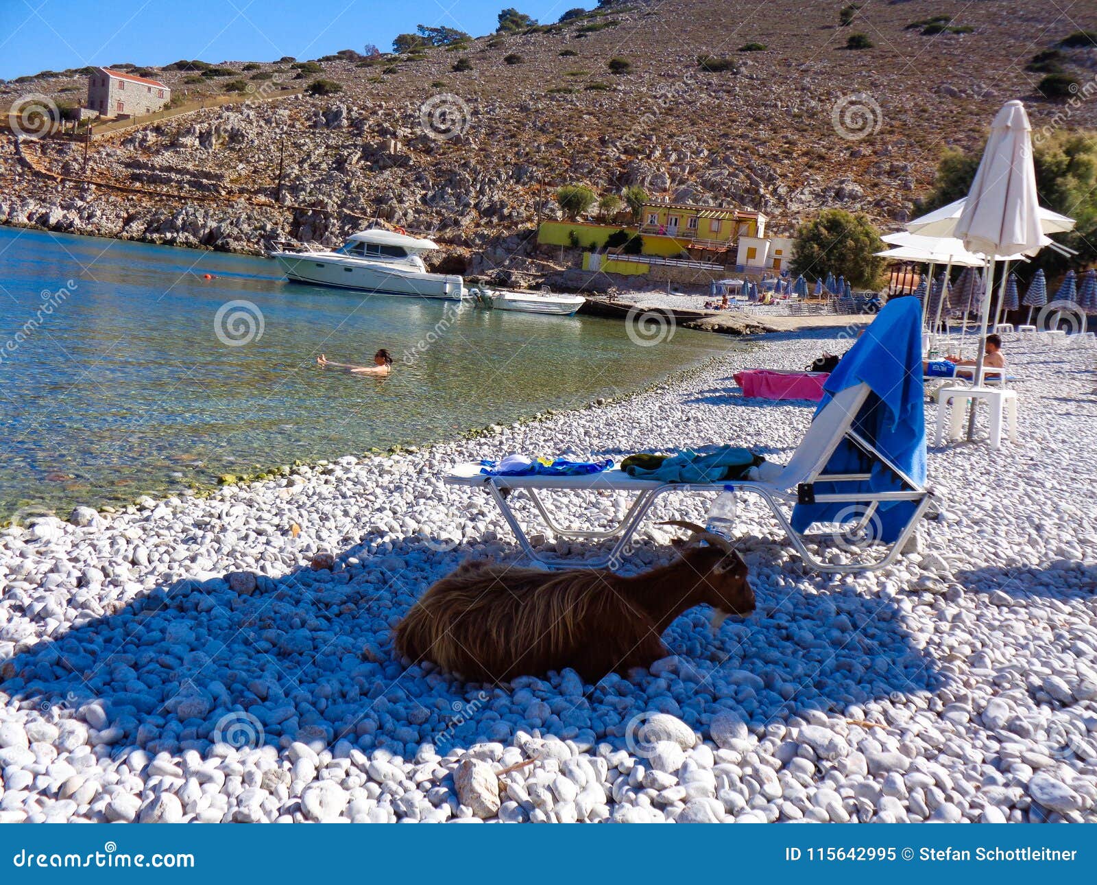 A Beach in Greece with a Goat Editorial Image - Image of mammal ...