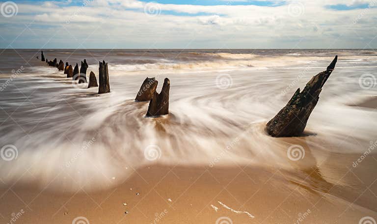 Beach with a Group of Tree Stumps Stock Image - Image of driftwood ...