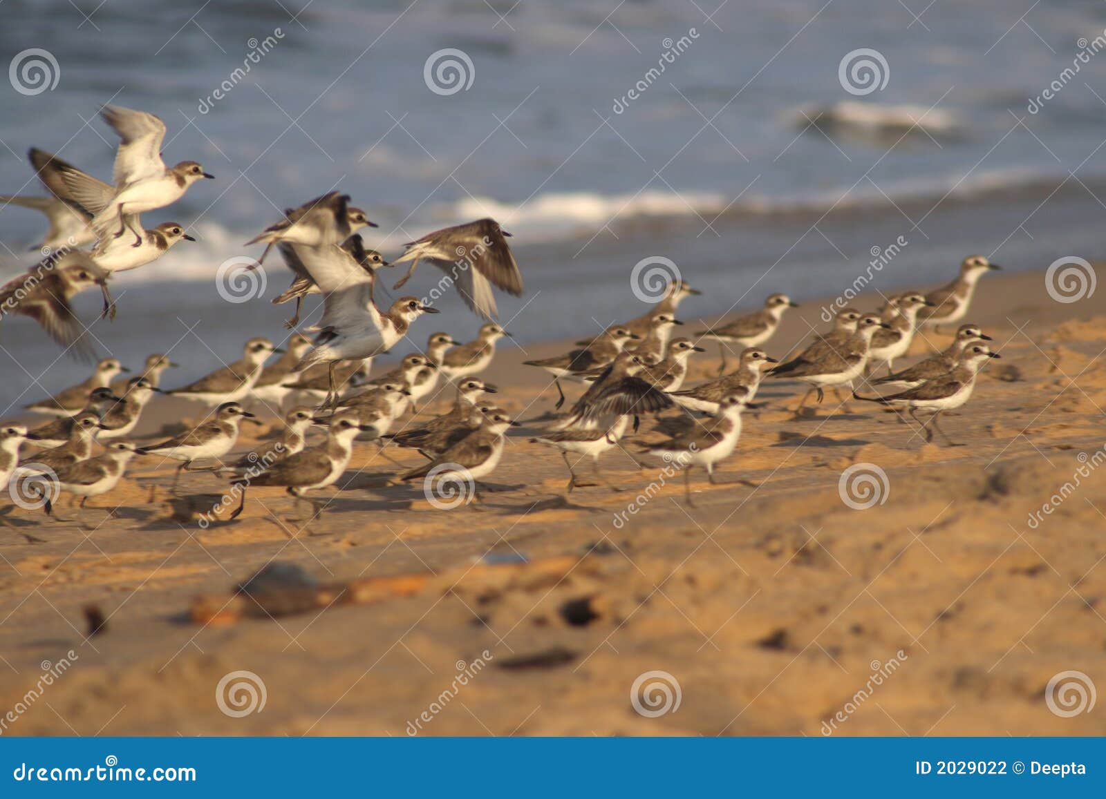 Beach Hopping Plovers stock photo. Image of wader, lesser - 2029022