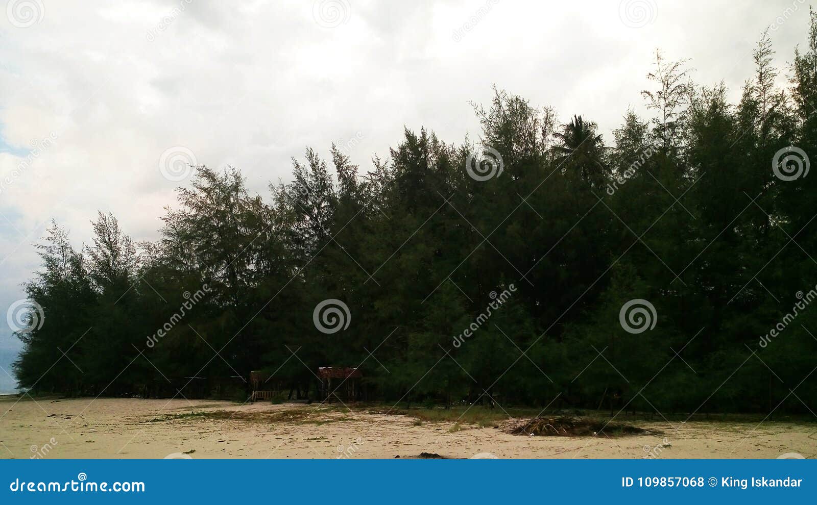 Seashore Forest stock photo. Image of tree, foreat, beach - 109857068