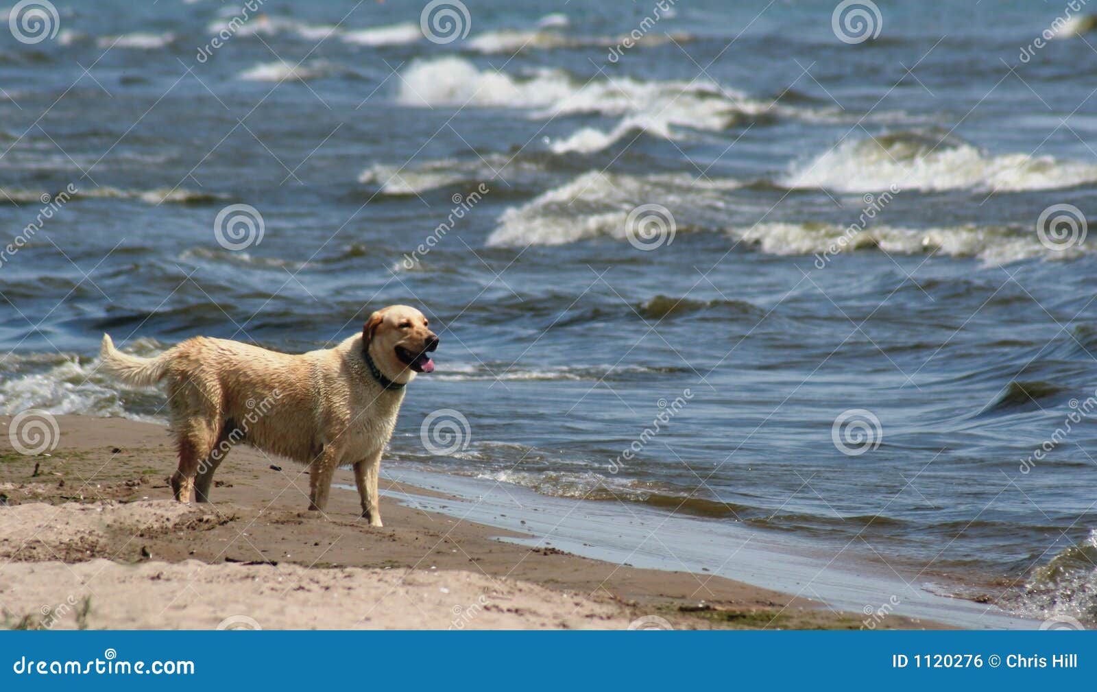 Beach Lab stock photo. Image of adorable, playful, domestic - 1120276
