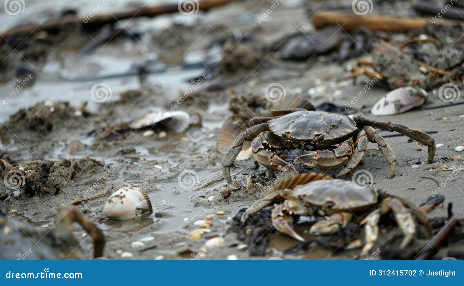 A Beach Littered with Dead Crabs Seashells and Other Marine Creatures ...