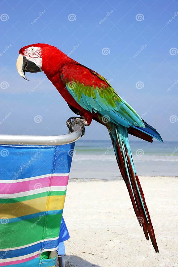 Beach Macaw stock image. Image of animal, chair, island - 294219