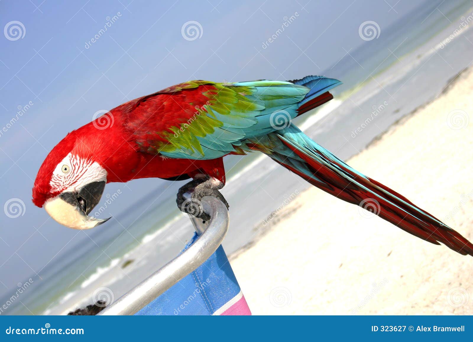 Beach Macaw stock image. Image of holiday, flying, deckchair - 323627