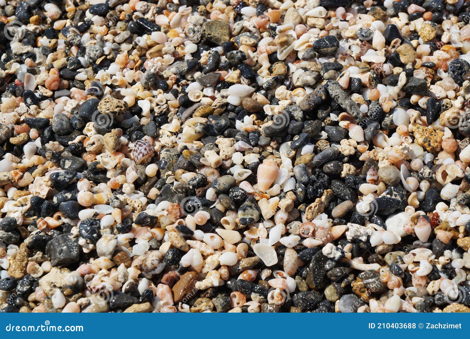 Beach Made of of Millions of Tiny Seashells and Black Rocks in Crete ...