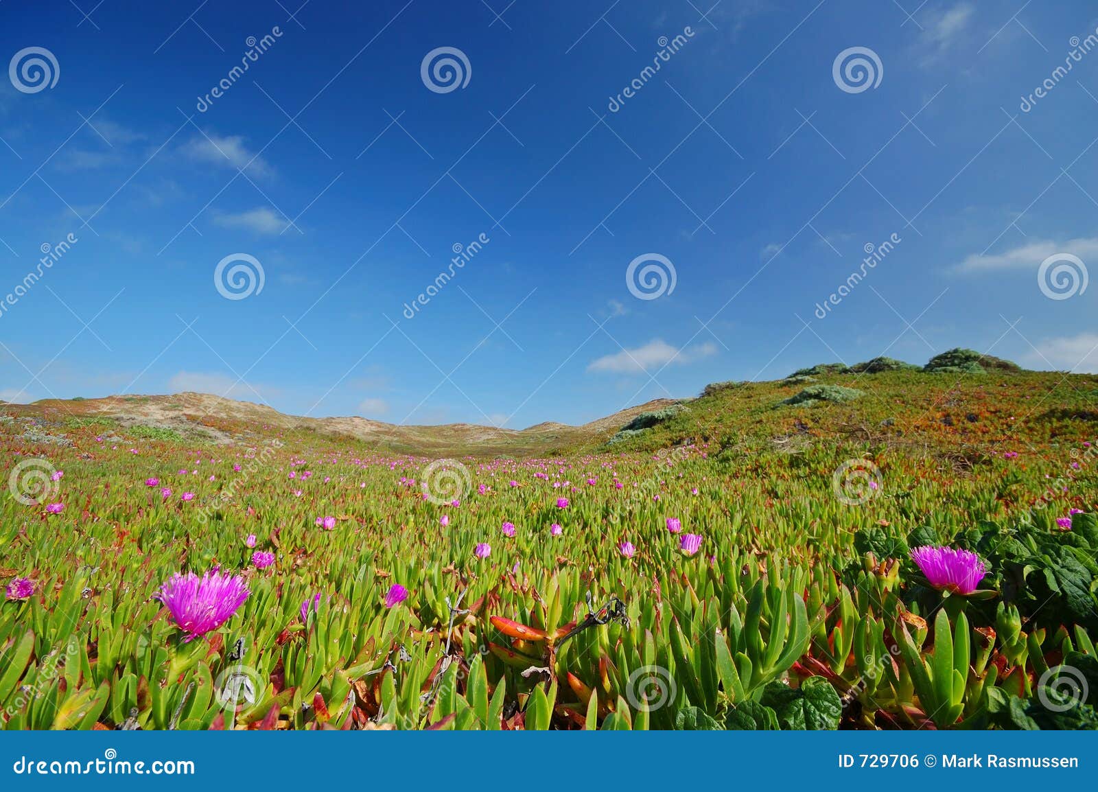 Beach Meadow stock photo. Image of shoreline, county, reyes - 729706