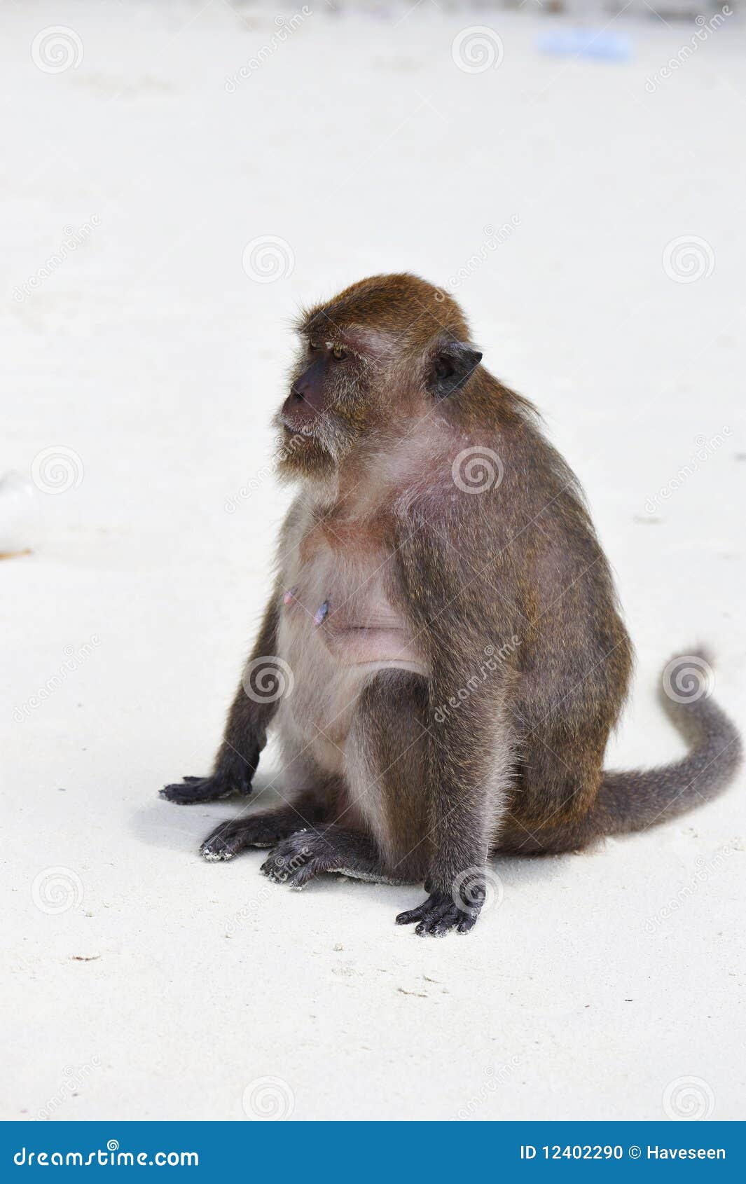 Beach monkey stock photo. Image of monkey, thailand, sand - 12402290