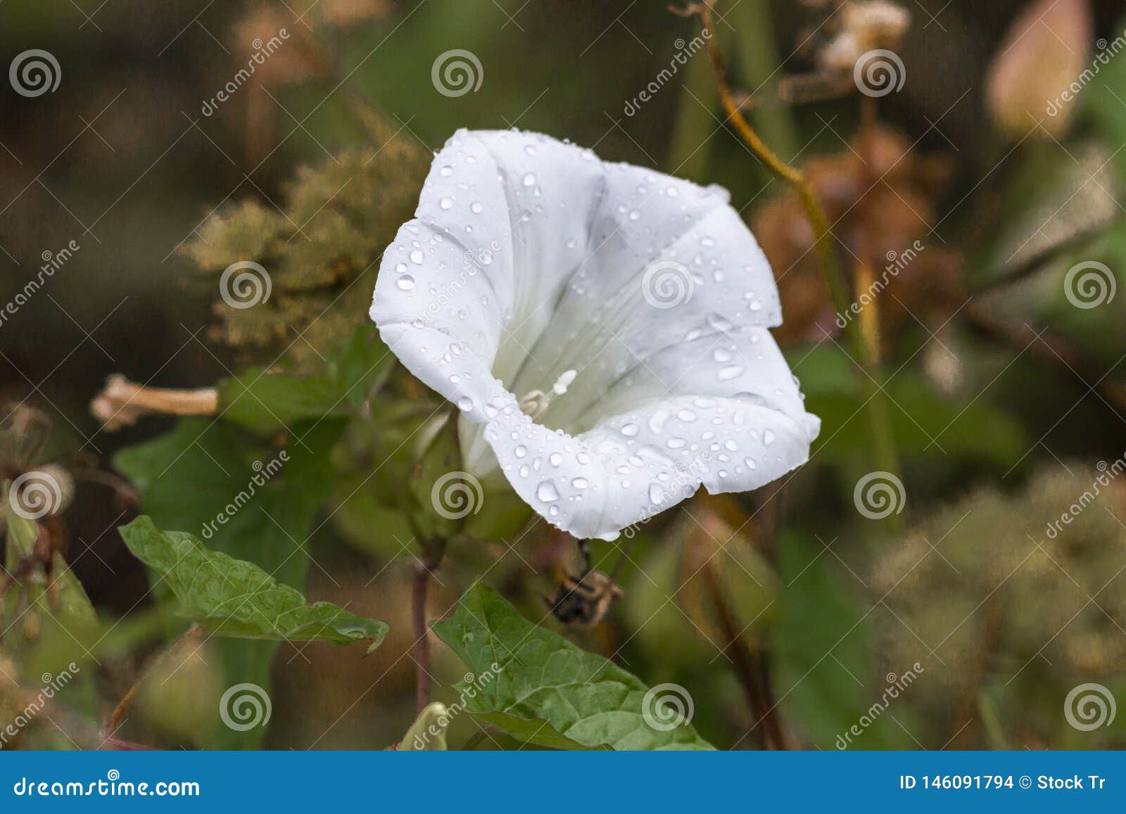Ipomoea Violacea, Beach Moonflower Or Sea Moonflower, Beach Moonflower ...