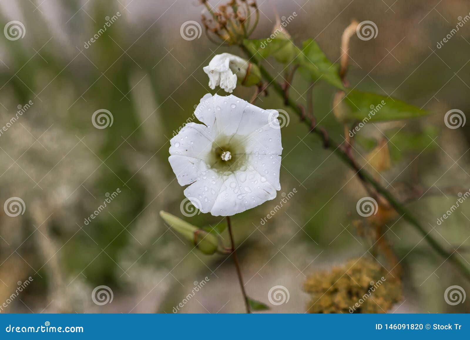 Beach Moonflower Ipomoea Violacea Stock Photo - Image of hawaiian, leaf ...