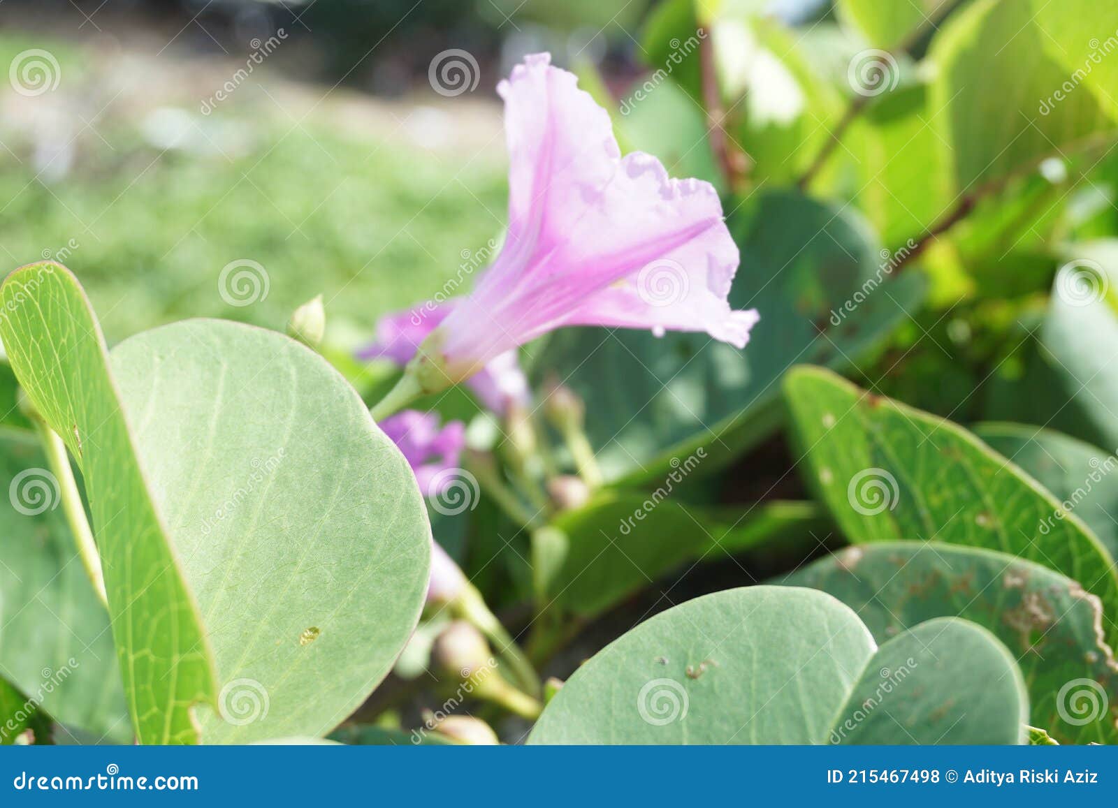 Beach Moonflower with a Natural Background Stock Photo - Image of ...