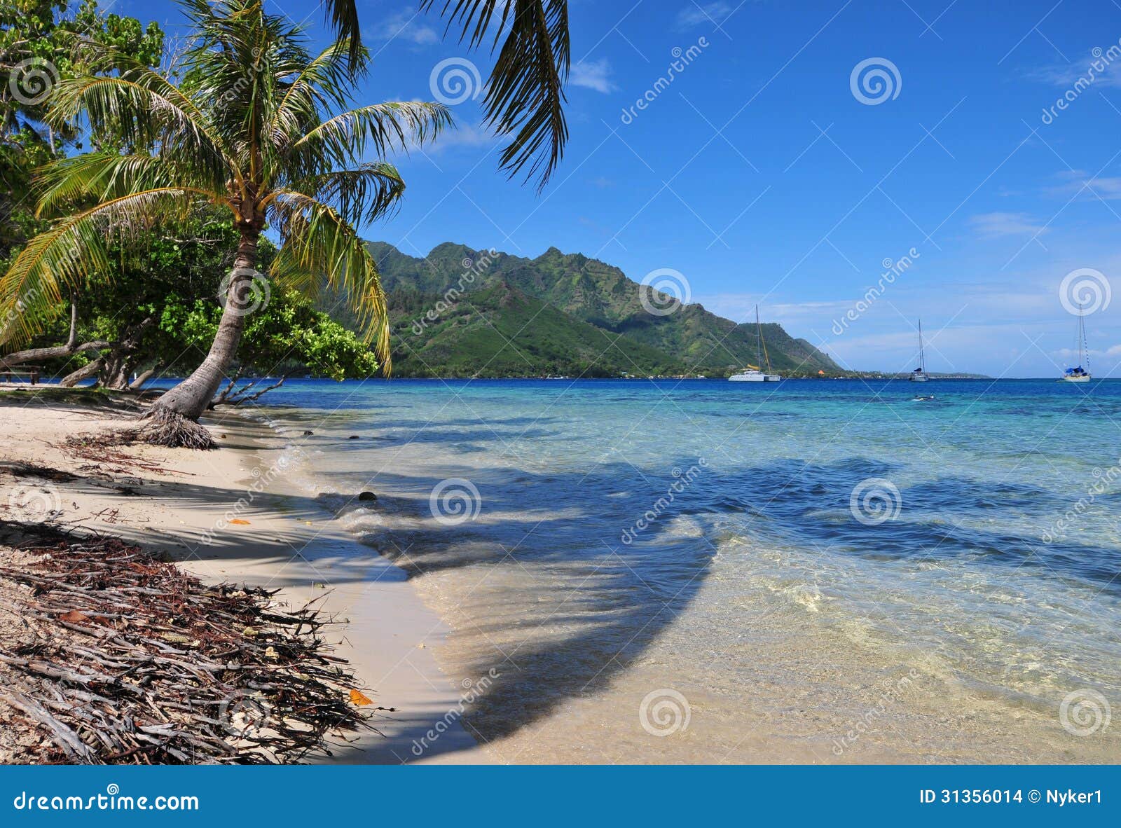 Beach on Moorea, Tahiti stock photo. Image of tropical - 31356014