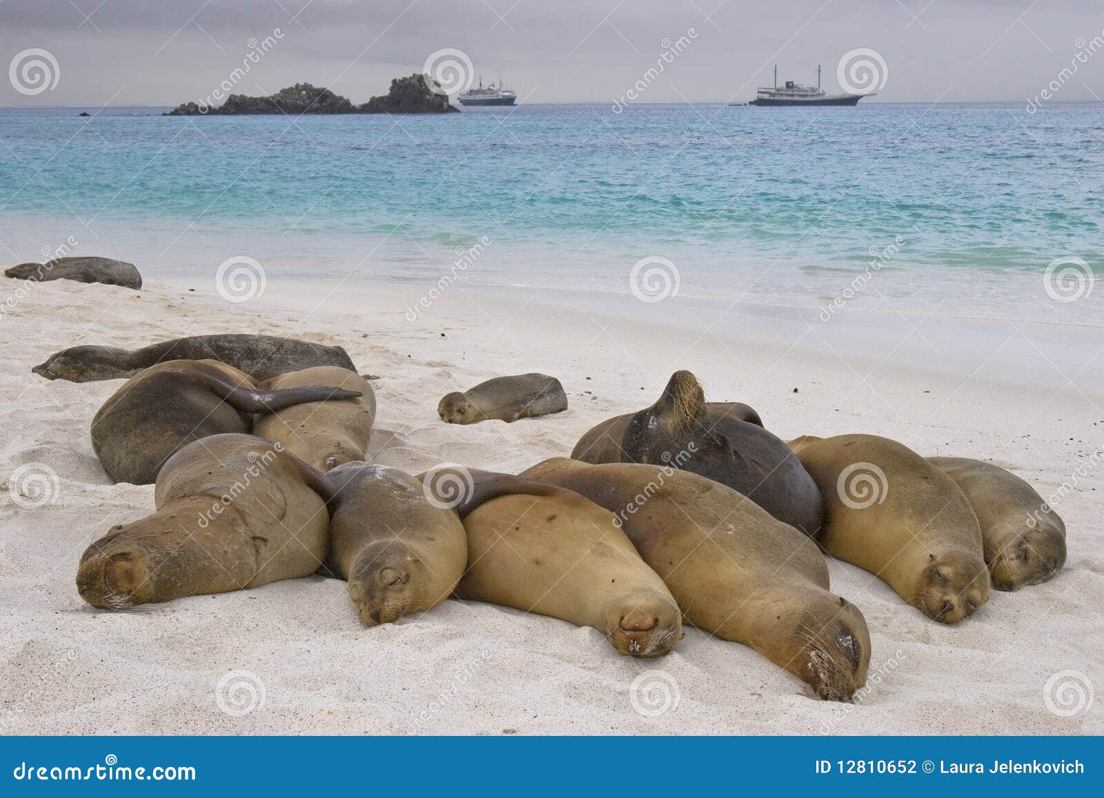 Beach nap stock photo. Image of galapagos, tourist, species - 12810652