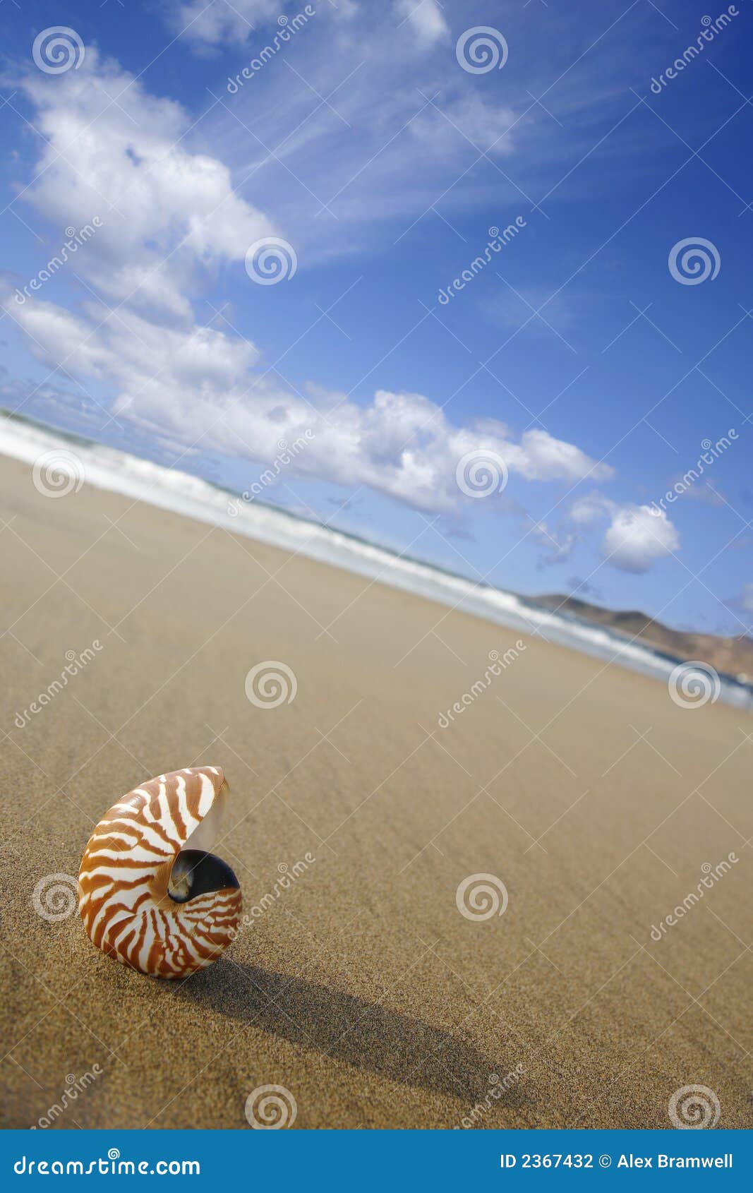 Beach Nautilus stock photo. Image of golden, spiral, colorful - 2367432