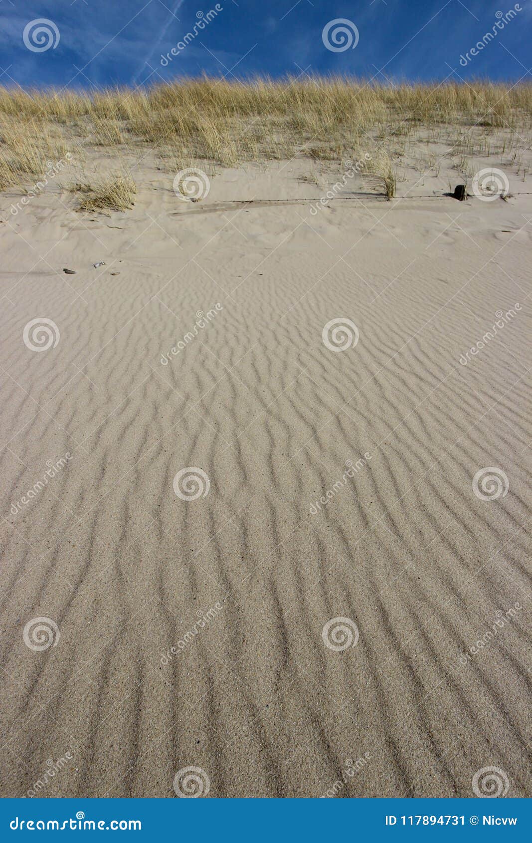 Beach Dune in the Netherlands Stock Image - Image of north, landscape ...
