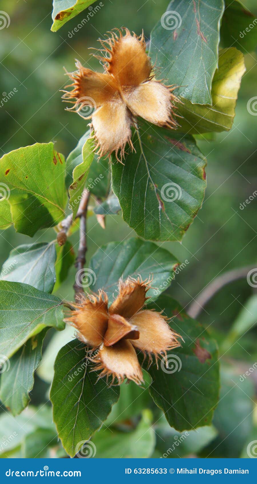 Beach nut stock image. Image of wild, summer, wilderness - 63285633