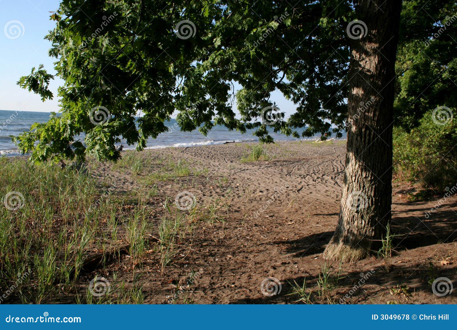 Beach Oak Tree stock photo. Image of leaves, bright, grass - 3049678