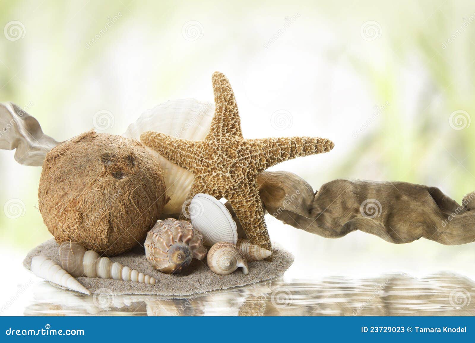 Beach objects stock image. Image of driftwood, palm, caribbean - 23729023