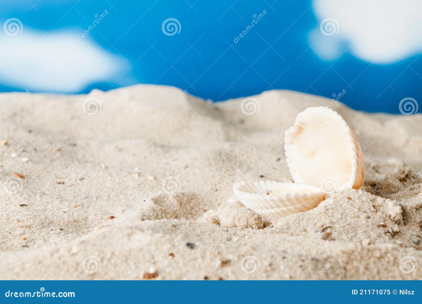 Beach with open seashell stock image. Image of coast - 21171075
