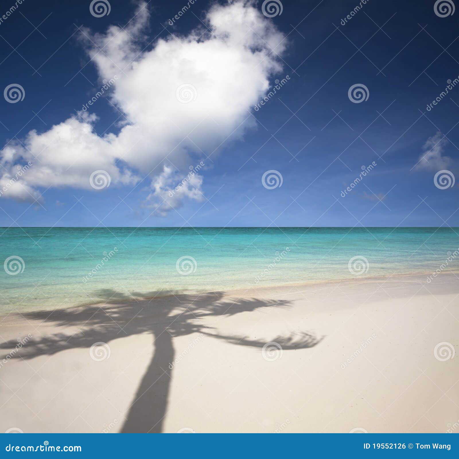 Beach and palm tree shadow stock photo. Image of horizon - 19552126