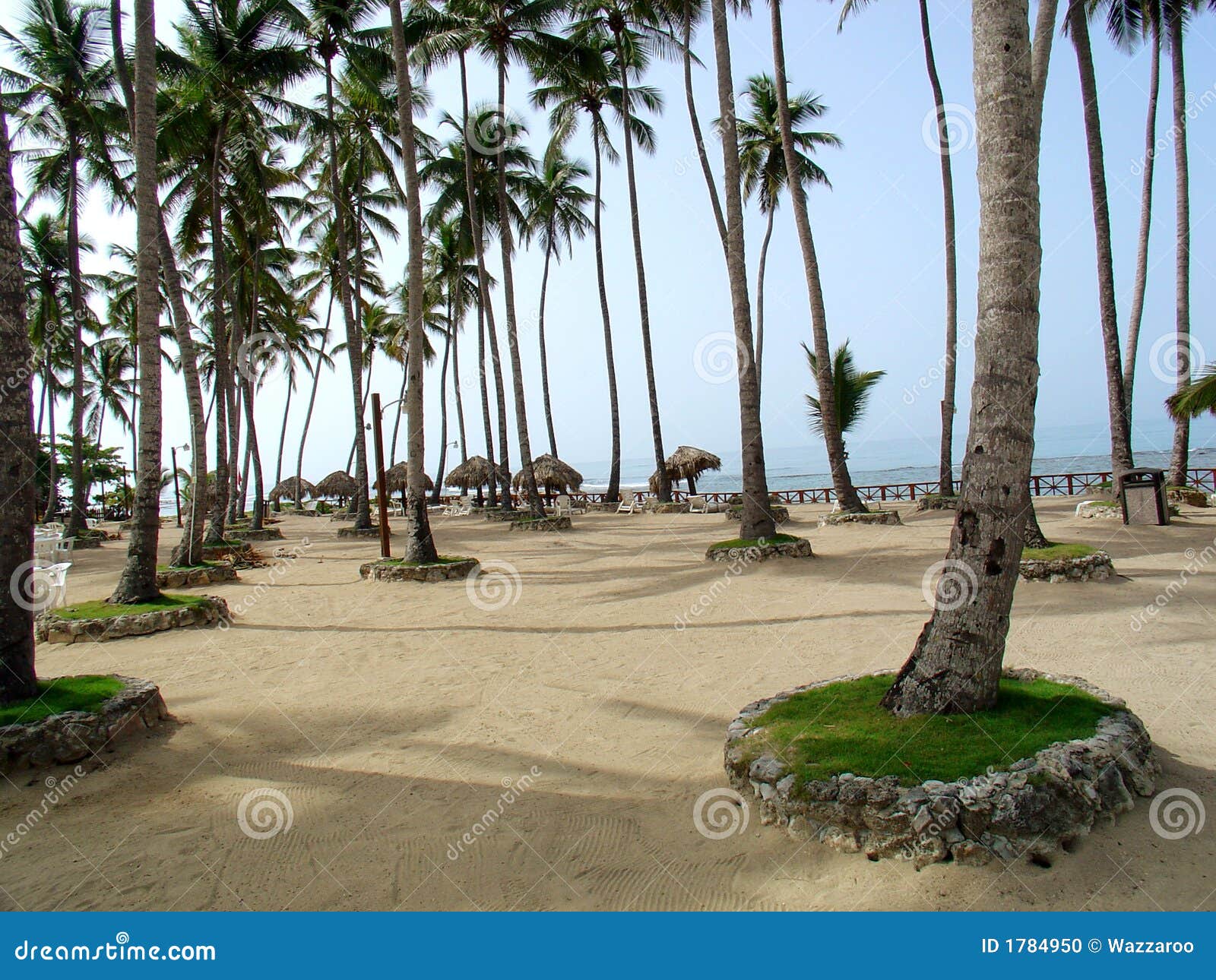 Beach Palm Trees stock photo. Image of republic, trees - 1784950