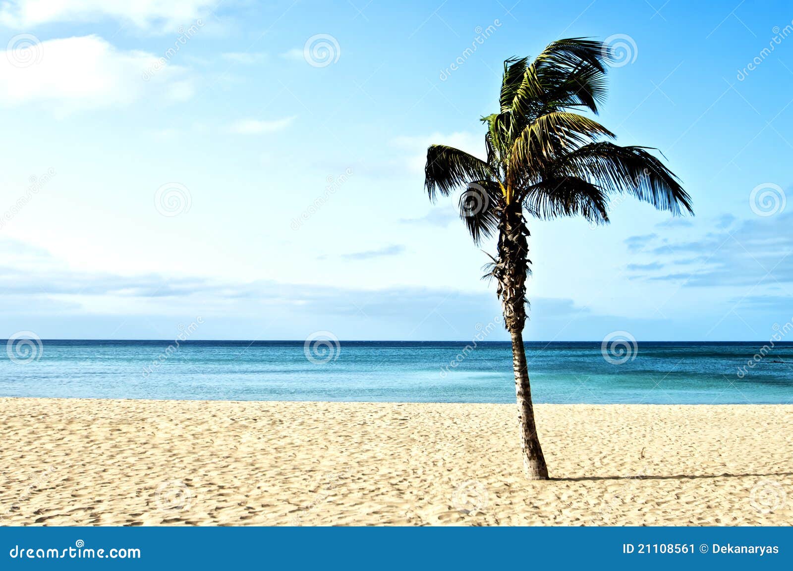 Beach With Palm Trees Picture. Image: 21108561
