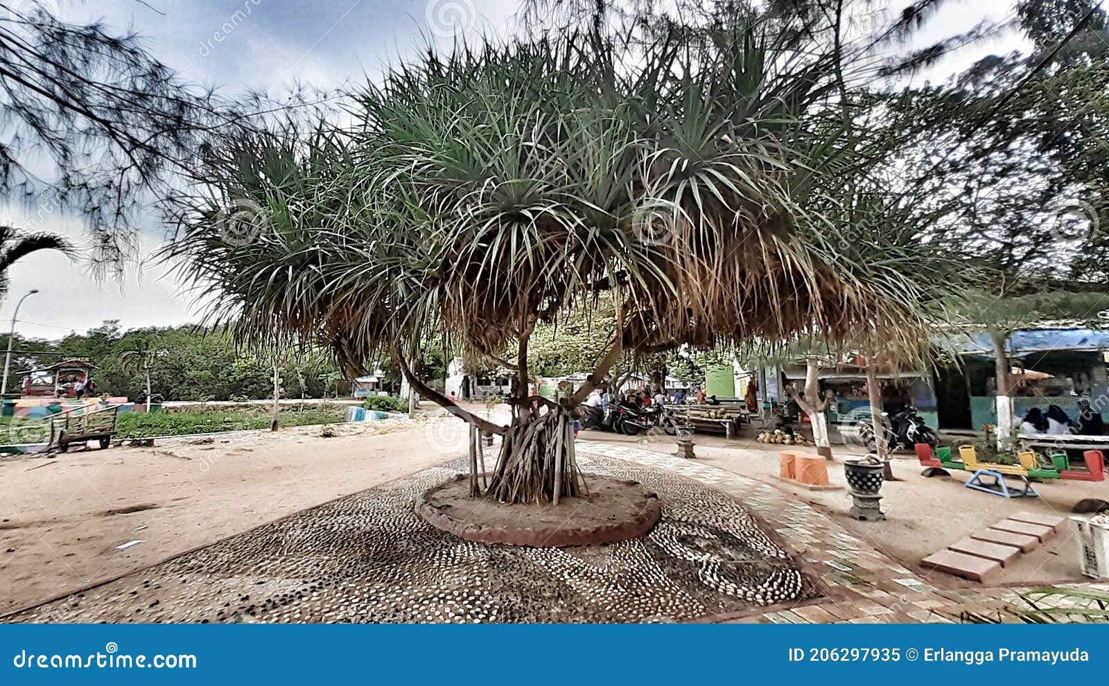 A Beach Pandanus with Clear Sky Stock Image - Image of fountain ...