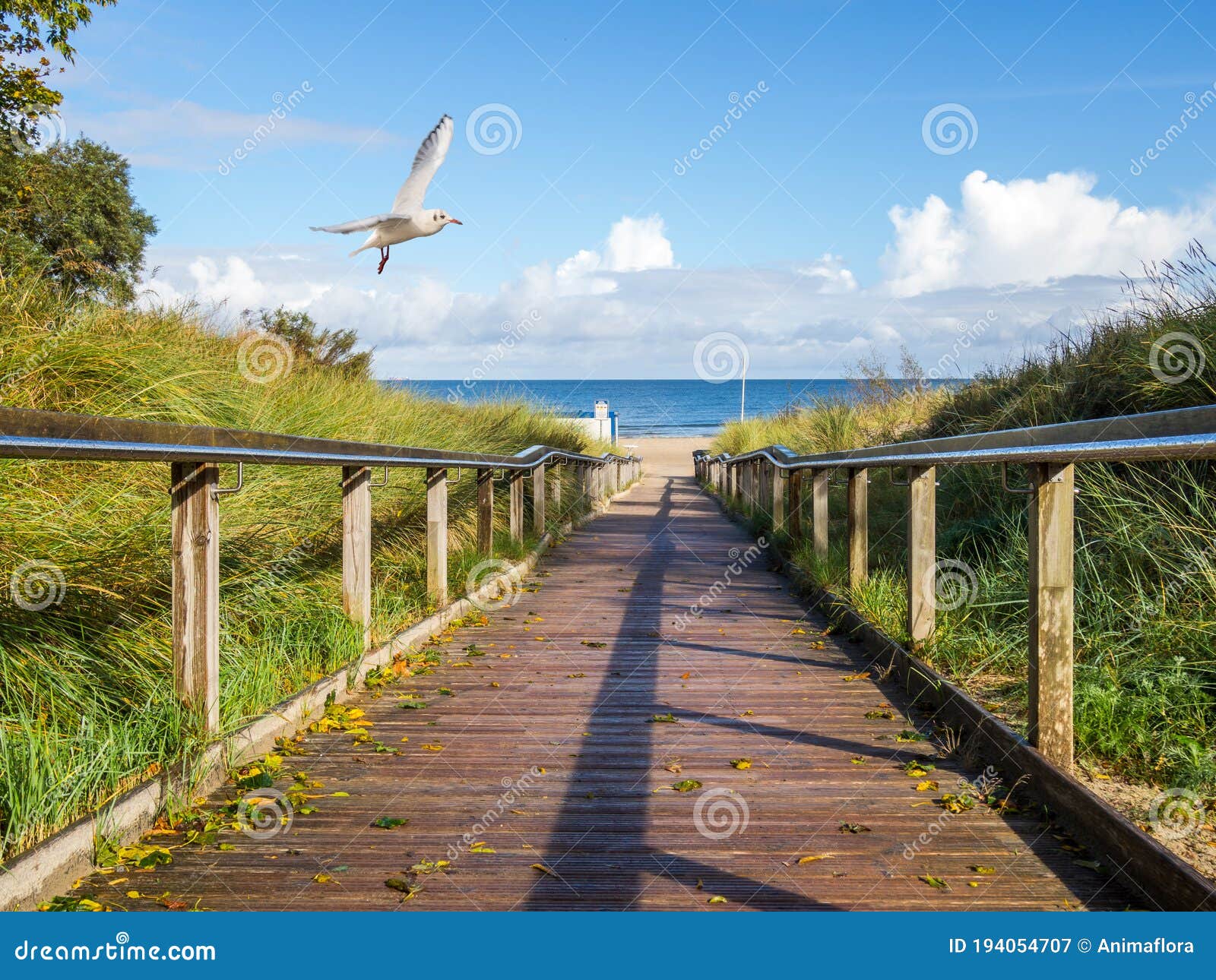 Beach path to the sea stock image. Image of gulls, river - 194054707
