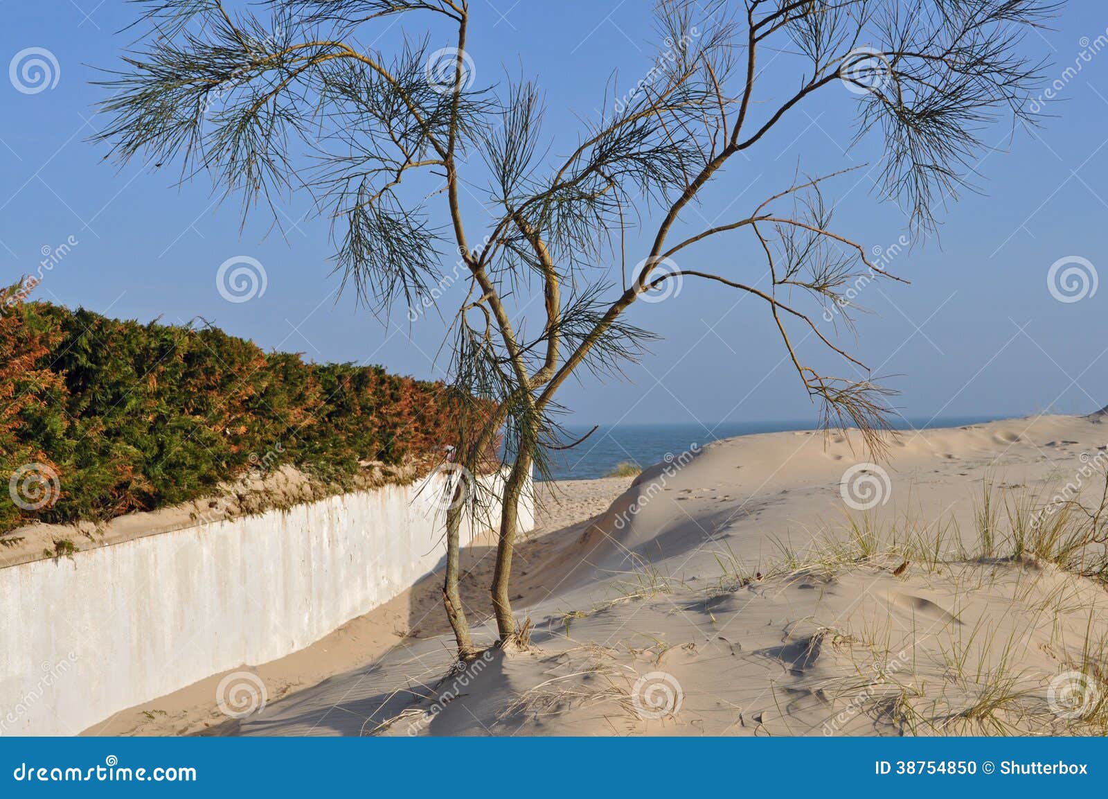 Beach path with tree stock photo. Image of grass, landscape - 38754850